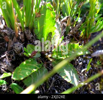 Inbristly Ministar (Alepidea delicatula) Plantae Stock Photo - Alamy