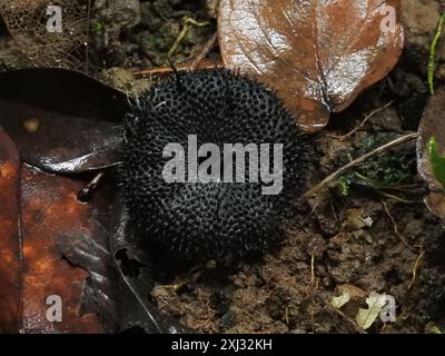 Monkey's comb (Apeiba membranacea Stock Photo - Alamy