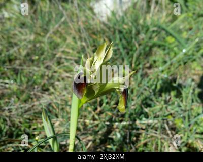 Snake's-head Iris (Iris tuberosa) Plantae Stock Photo - Alamy