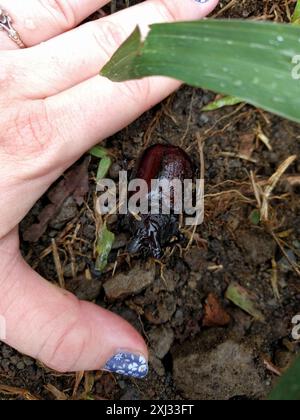 (Coelosis biloba) Insecta Stock Photo - Alamy