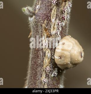 Barnacle Scale (Ceroplastes cirripediformis) Insecta Stock Photo - Alamy