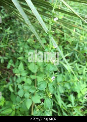 Tropical Bushmint (Hyptis mutabilis) Plantae Stock Photo - Alamy