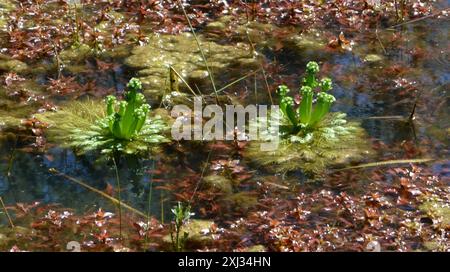 Featherfoil (Hottonia inflata) Plantae Stock Photo - Alamy