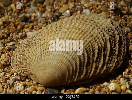 (Periglypta reticulata) Mollusca Stock Photo - Alamy