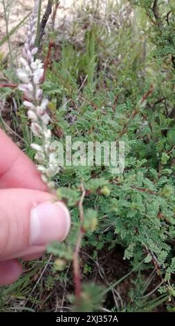 feather dalea (Dalea formosa) Plantae Stock Photo - Alamy