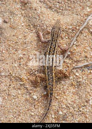 Common Rough-scaled Lizard (Meroles squamulosus) Reptilia Stock Photo ...
