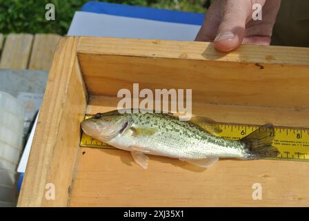 Largemouth Bass (Micropterus nigricans) Actinopterygii Stock Photo - Alamy