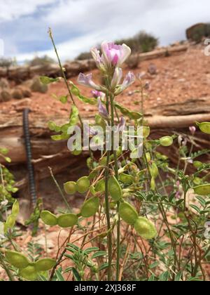 Boreal Sweet-vetch (Hedysarum boreale) Plantae Stock Photo - Alamy