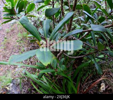 Cape beech (Rapanea melanophloeos) Plantae Stock Photo - Alamy