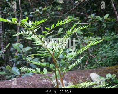 leatherleaf fern (Rumohra adiantiformis) Plantae Stock Photo - Alamy