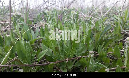 Prairie Groundsel (Packera plattensis) Plantae Stock Photo - Alamy