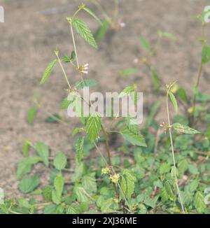 Pyramid Flower (Melochia pyramidata), Plantae, Las Rosas, Irapuato, Gto ...