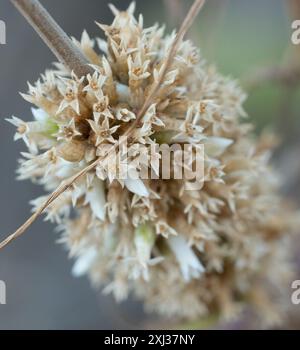 Canyon Dodder (Cuscuta subinclusa) Plantae Stock Photo - Alamy