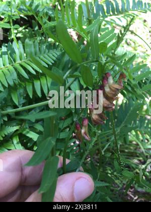 giant vetch (Vicia gigantea) Plantae Stock Photo - Alamy