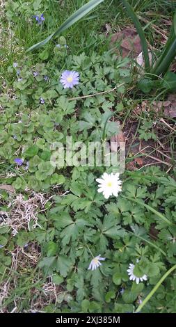 Greek Anemone (Anemonoides blanda) Plantae Stock Photo - Alamy