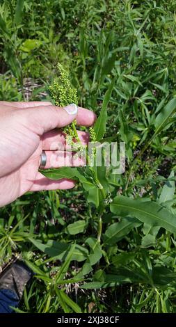 tall dock (Rumex altissimus) Plantae Stock Photo - Alamy