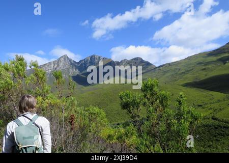 Gumleaf Conebush (Leucadendron eucalyptifolium) Plantae Stock Photo - Alamy