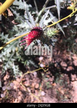Arizona thistle (Cirsium arizonicum) Plantae Stock Photo - Alamy