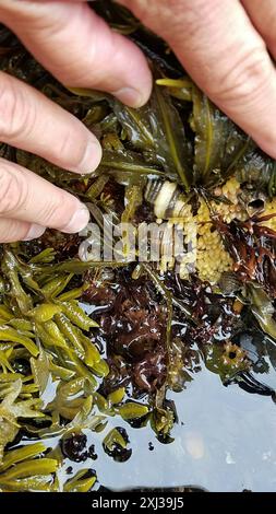 Atlantic Dogwhelk (Nucella lapillus) Mollusca Stock Photo - Alamy