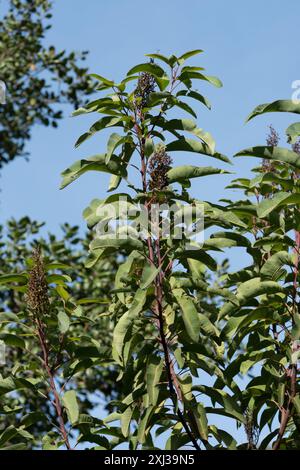 laurel sumac (Malosma laurina) Plantae Stock Photo - Alamy
