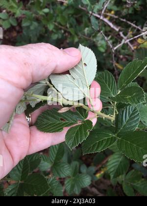sand blackberry (Rubus cuneifolius) Plantae Stock Photo - Alamy