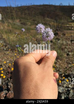 bluehead gilia (Gilia capitata) Plantae Stock Photo - Alamy