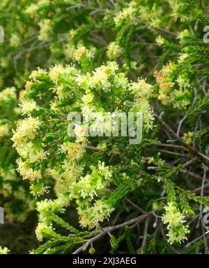 Beach Gonna (Passerina rigida Stock Photo - Alamy