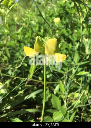 Wild Cowpea (Vigna luteola) Plantae Stock Photo - Alamy