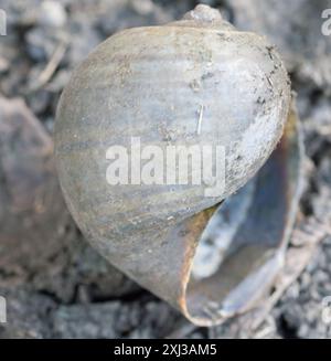 Common Apple Snails (Pomacea) Mollusca Stock Photo - Alamy