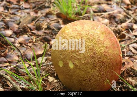 Bouillon Bolete (Lanmaoa pallidorosea) Fungi Stock Photo - Alamy