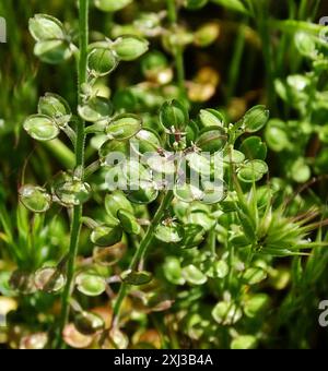 Shining Pepperweed (Lepidium nitidum) Plantae Stock Photo - Alamy
