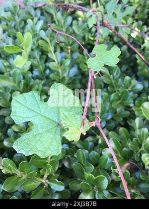 mustang grape (Vitis mustangensis) Plantae Stock Photo - Alamy