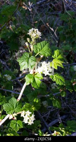 Wolf's Currant (Ribes wolfii), Plantae, Diamond Creek Rd, Pomeroy, WA ...