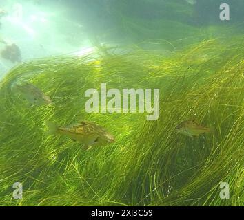 Dwarf Surfperch (Micrometrus minimus) Actinopterygii Stock Photo - Alamy