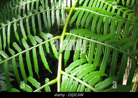 (Ptisana fraxinea salicifolia) Plantae Stock Photo - Alamy