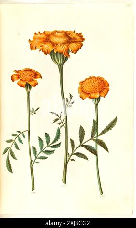 Tages Patula (flushed velvet flower); Tages erecta (create velvet ...