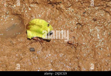 Hairy-headed leafcutter ant (Atta cephalotes) Insecta Stock Photo - Alamy