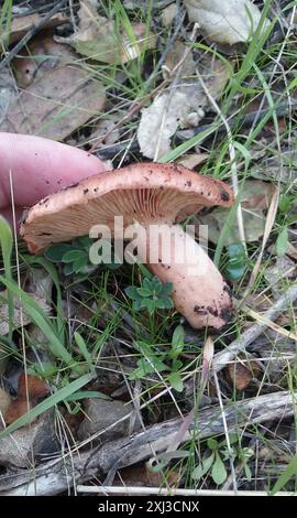 Yellow-staining Milk Cap (Lactarius xanthogalactus) Fungi Stock Photo ...
