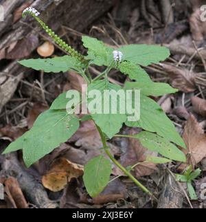 Indian Heliotrope (Heliotropium indicum) Plantae Stock Photo - Alamy