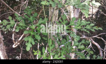 (Adenia perrieri) Plantae Stock Photo - Alamy
