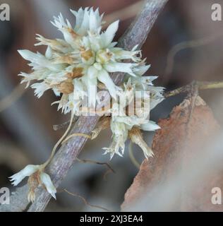 Canyon Dodder (Cuscuta subinclusa) Plantae Stock Photo - Alamy
