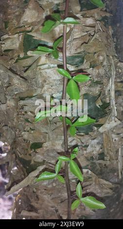 (Commiphora simplicifolia) Plantae Stock Photo - Alamy