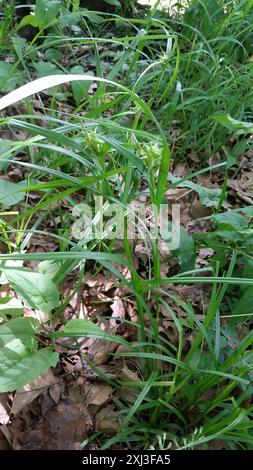 Gray's sedge (Carex grayi) Plantae Stock Photo - Alamy