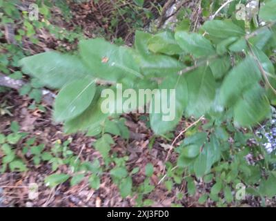 bully trees (Sideroxylon) Plantae Stock Photo - Alamy