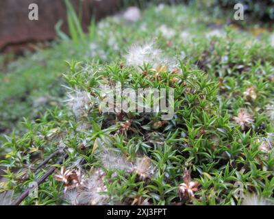 mat daisy (Raoulia tenuicaulis), Plantae, Selwyn, NZ-CA, NZ Stock Photo ...