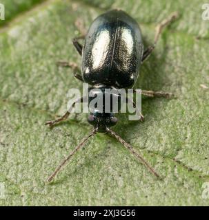 Metallic Flea Beetles (Altica) Insecta Stock Photo - Alamy