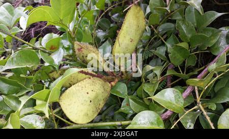 Nickernut (Guilandina bonduc) Plantae Stock Photo - Alamy