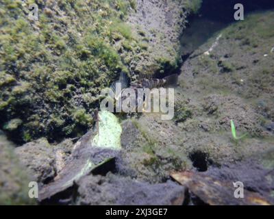 Redfin Bully (Gobiomorphus huttoni Stock Photo - Alamy