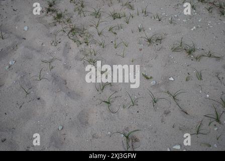 sand sedge (Carex arenaria) Plantae Stock Photo - Alamy