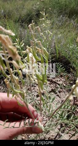 Racemose Milkvetch (Astragalus racemosus) Plantae Stock Photo - Alamy